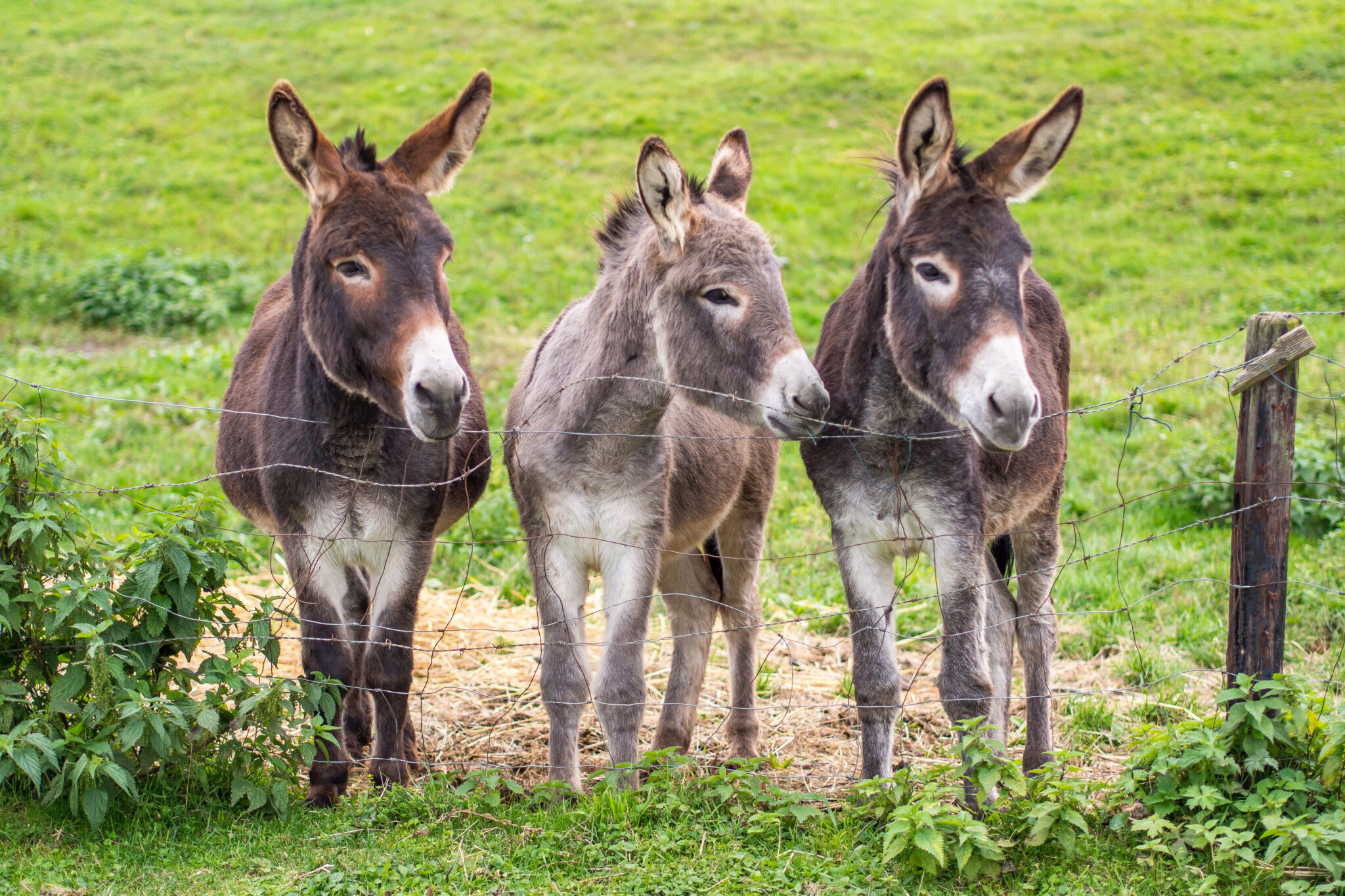 2026 Donkey Derby Days - Triple Crown Casinos